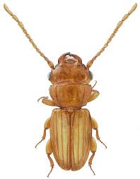 Leaf Beetles, Weevils Etc. Page 2