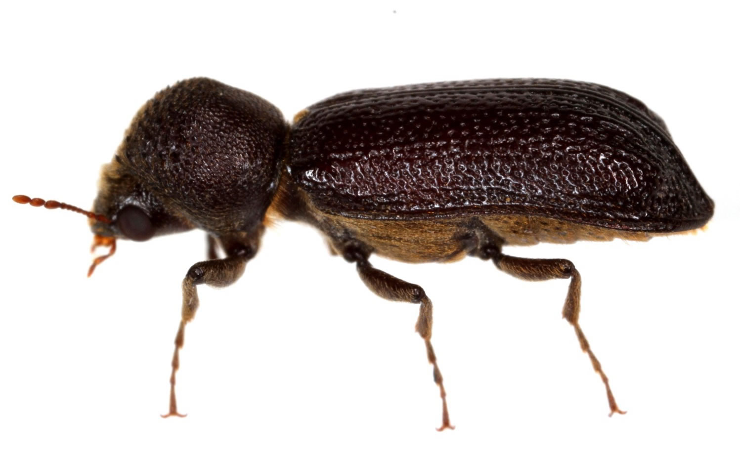 Leaf Beetles, Weevils Etc. Page 2