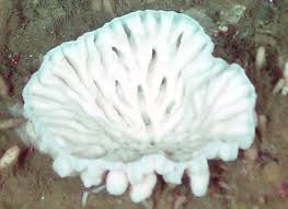 Sponges - Classification