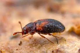 Leaf Beetles, Weevils Etc. Page 2